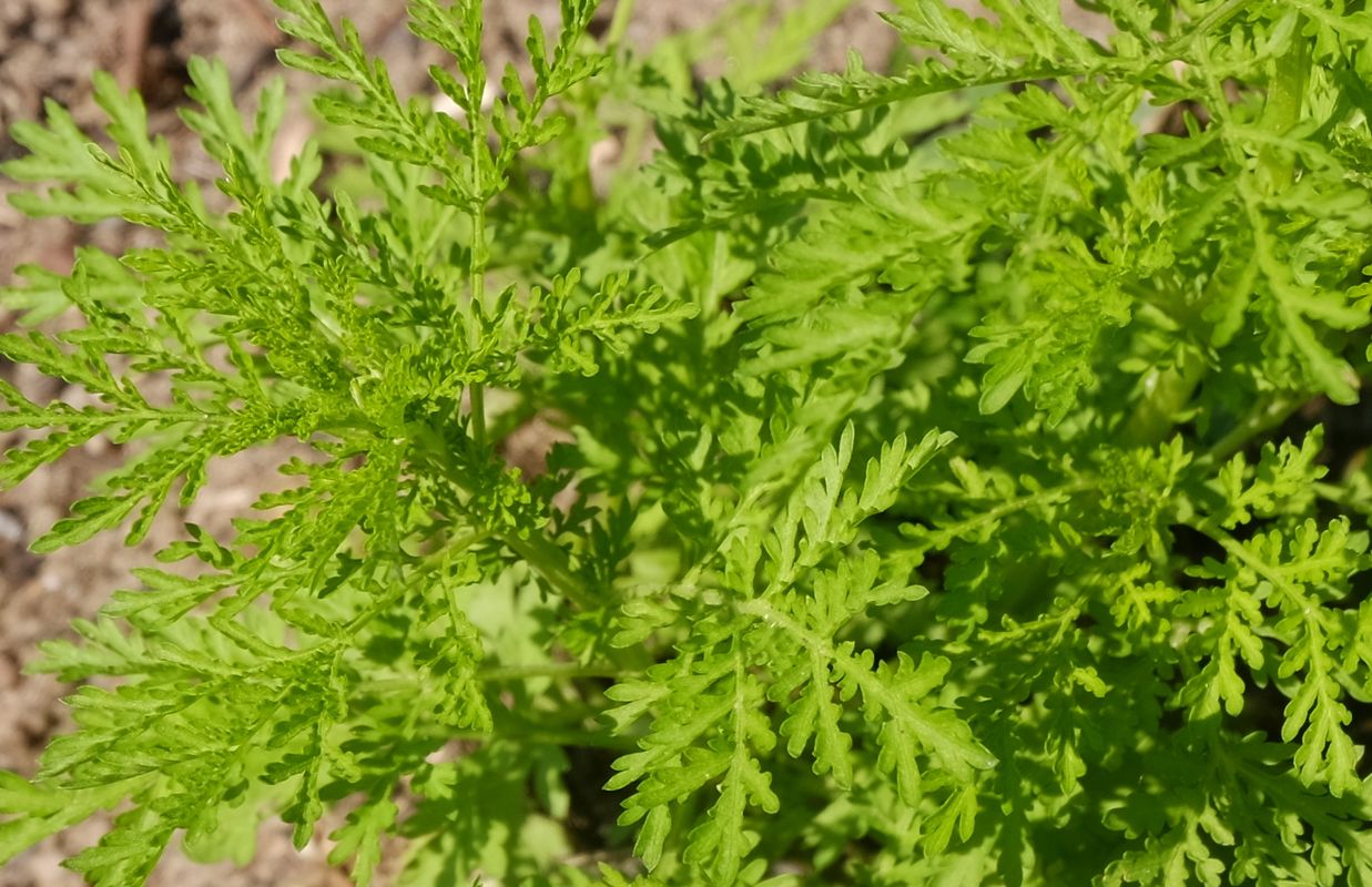 Artemisia Annua - Arbre Créatif